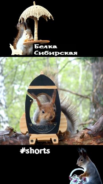 Белка на лесной кормушке ракете