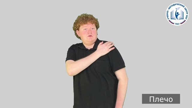 13 - Части тела - Плечо