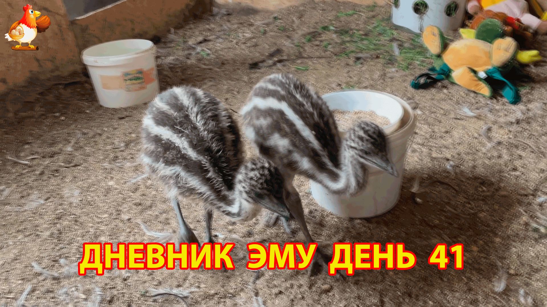 Дневник страусят Эму день 41