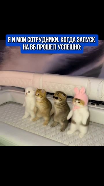 ЗАПУСК ПРОШЁЛ УСПЕШНО — РЕДКИЙ ВИД НА МАРКЕТПЛЕЙСАХ
