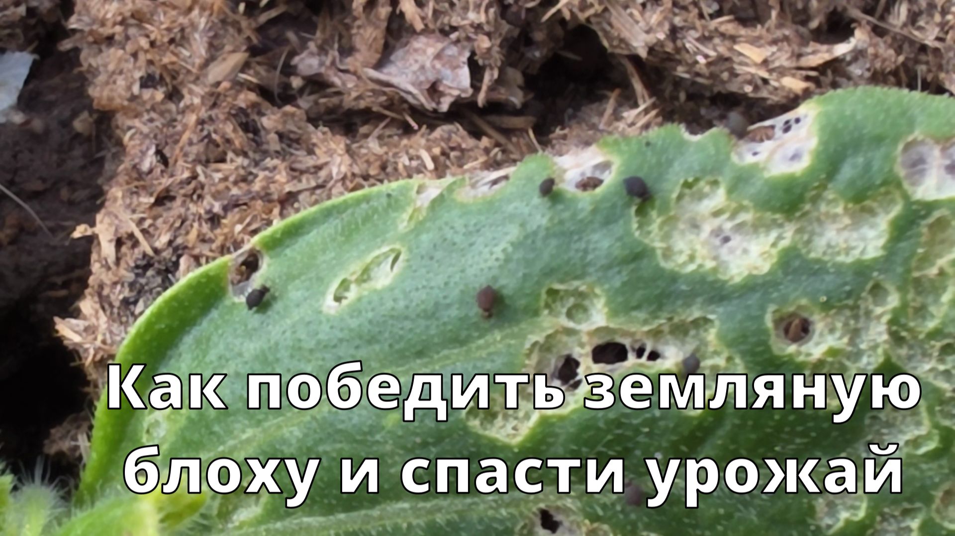Как победить земляную блоху и спасти урожай