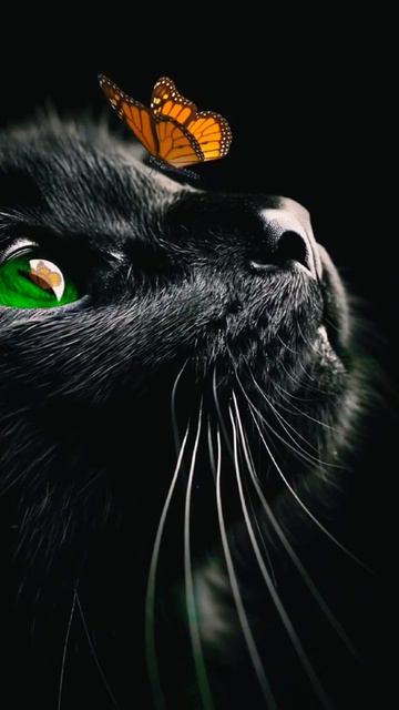 Котики