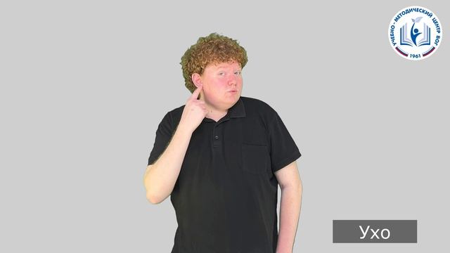 13 - Части тела - Ухо