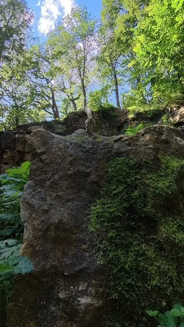 Азиатский бурундук