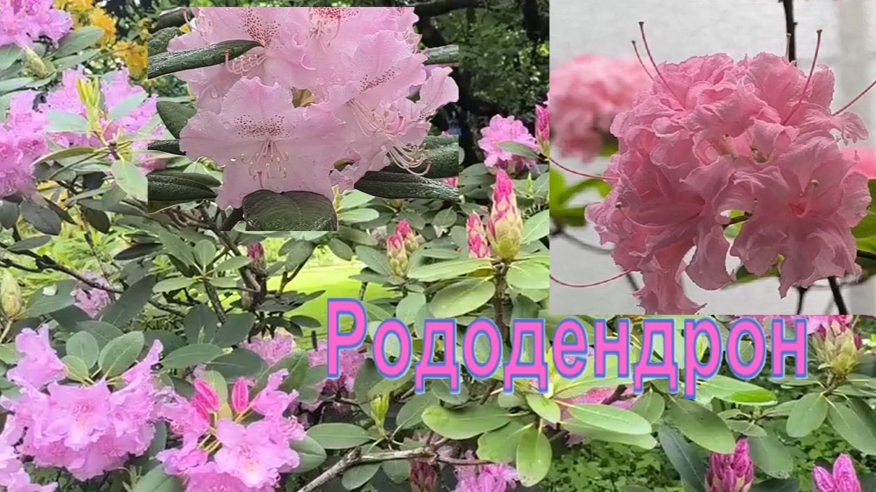 Рододендрон (розовое дерево) - цветы любви, преданности и женского очарования, легенды и предания.