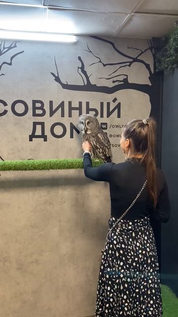 Сова