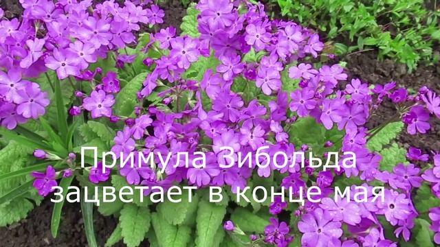 Примула Зибольда: показываю красивейшее цветение и как ухаживать за цветком