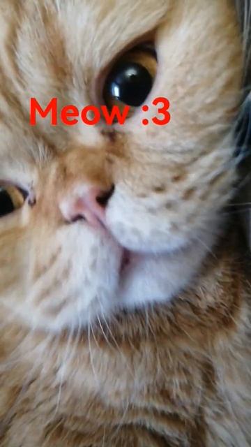 meow #cat #popular #recommended #shorts