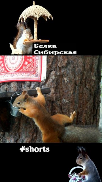 Рыжая белка пришла попить и нашла шишку