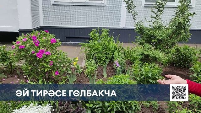 Түбән Каманың Менделеев урамындагы 26 йорт ишегалды аллы-гөлле чәчәкләргә күмелгән