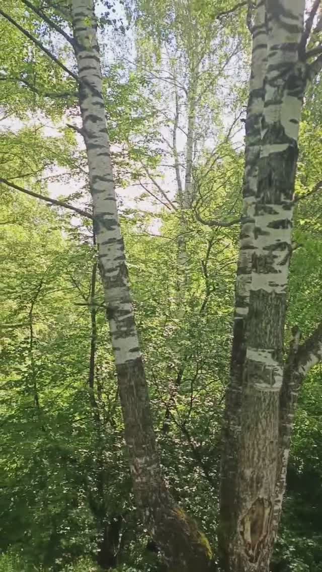 Хорошо в лесу!!!Птички поют...И где-то клещи затаились!!!
