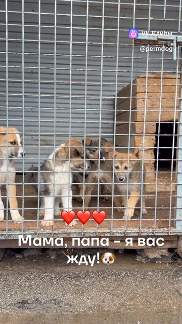 Девчушки поскакушки, веселушки)