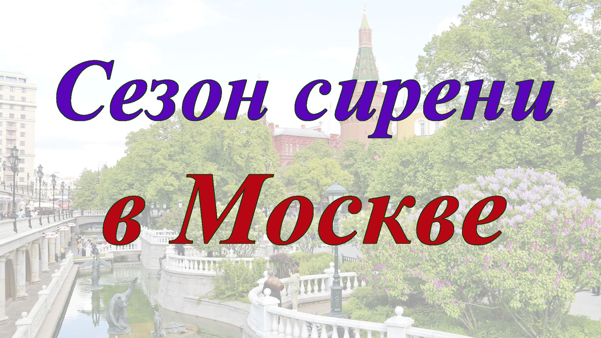 Сезон сирени в Москве