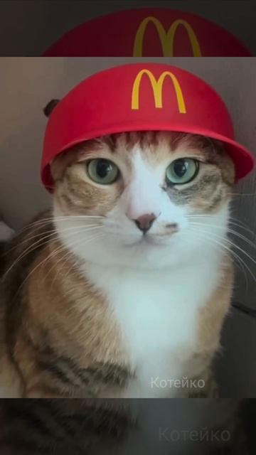 Рабочий кот 😼