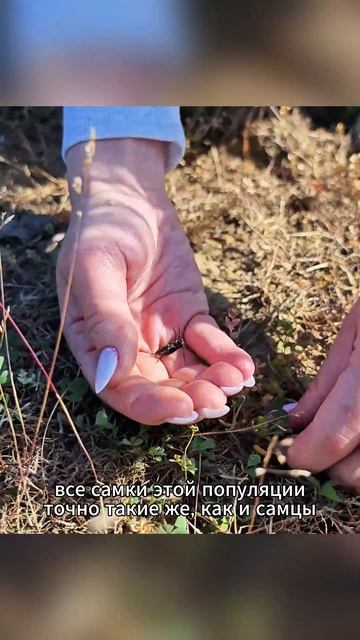 Часть 2 (Энтомологические вылазки: Дагестан)