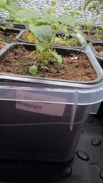 Пряные травы. Базилик, мята, Мелисса