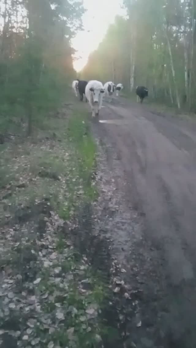 Так вот почему стадо забрело в поселок, 27.05.26