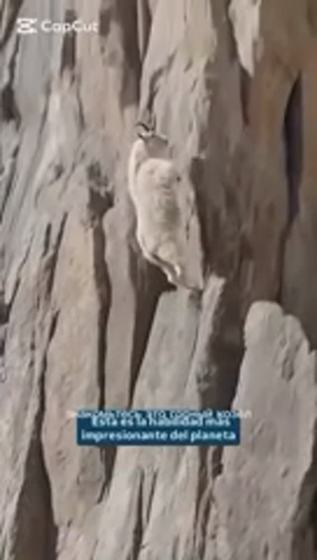 ето не возможно... но он делает это каждый день. Горный козел