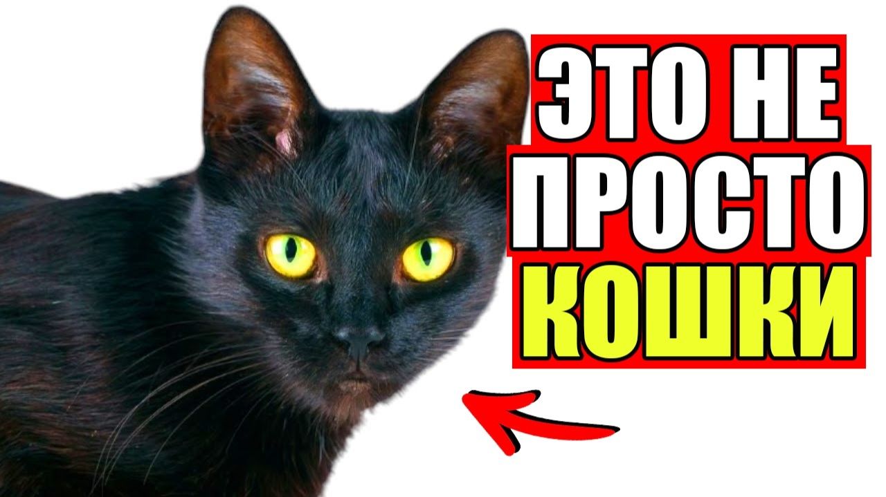 . 20 Шокирующий Фактов о Черных Кошках, которые ты не знаешь!