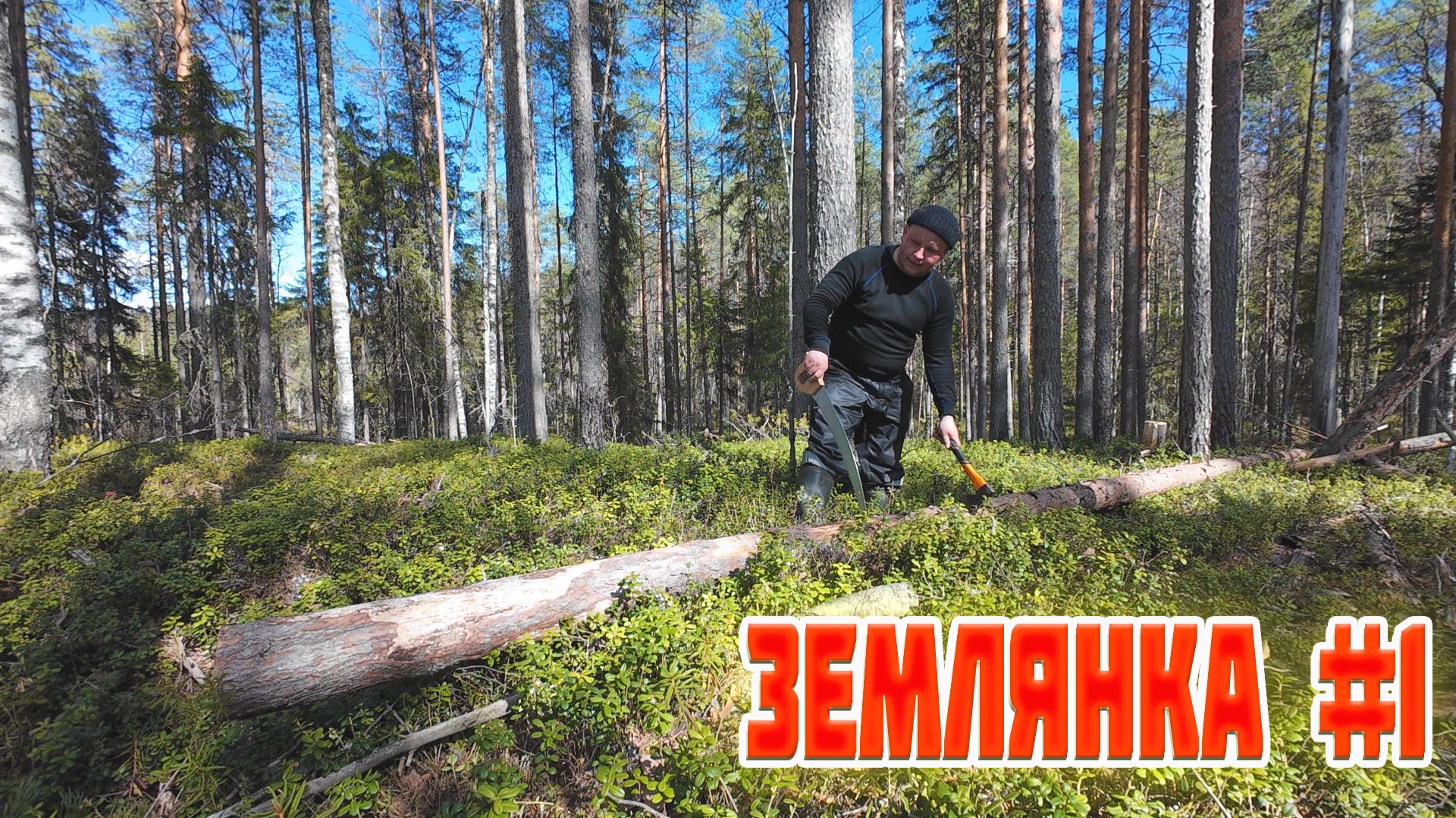 ЗЕМЛЯНКА в лесу. Заготавливаю валежник для строительства . ЗЕМЛЯНКА ч1.