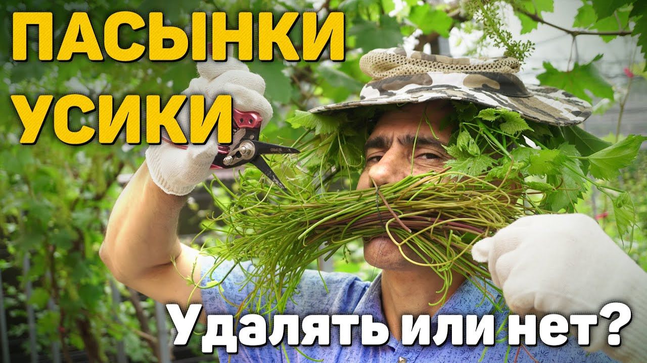 Пасынки, усики на винограде - Удалять или нет? (11.06.2025) (Видеоблог Давида Алверцяна)