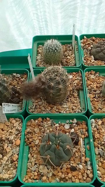 Кактусы, новые цветы и бутоны