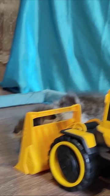 Котенок и желтый трактор. #котенок