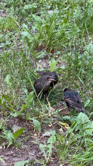 Скворец кормит своих скворцов: заботливые родители в мире птиц 🐦