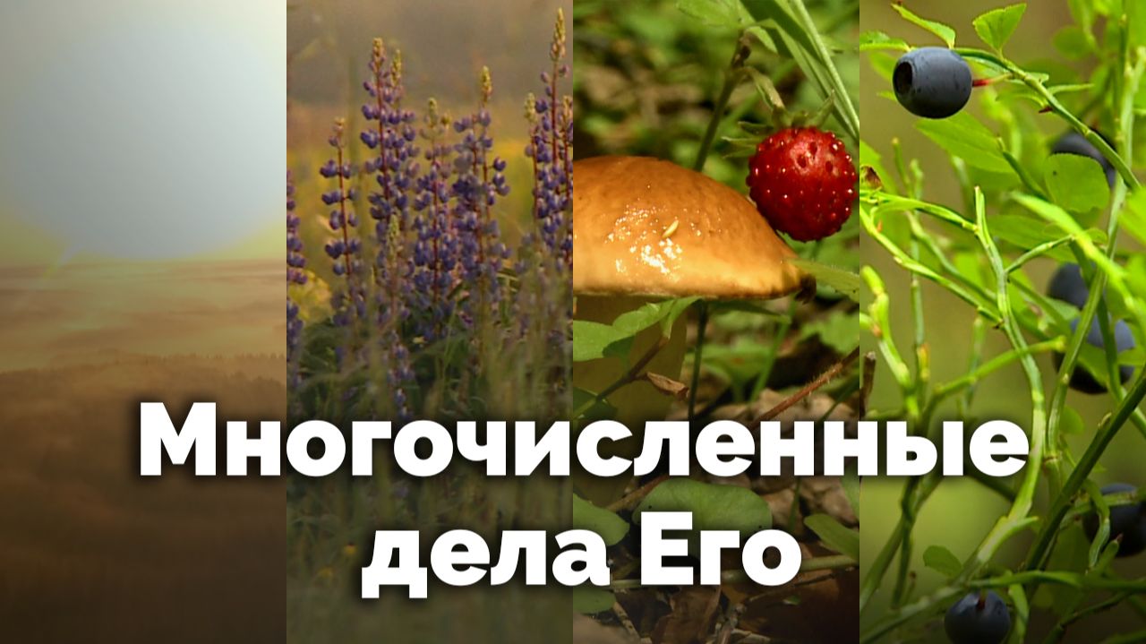 Многочисленные дела Его | С любовью к русской природе