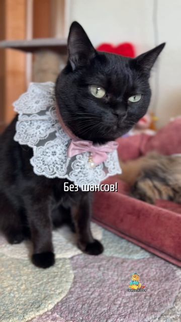 А вы путешествуете со своими питомцами?😸 #котики #юмор #жиза #питомцы #животные