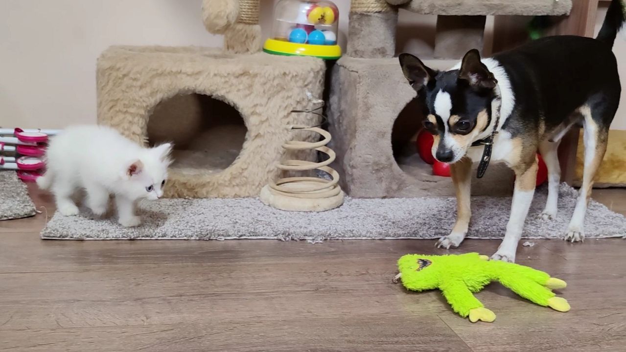 Котенок Микки и собака. Игрушка.