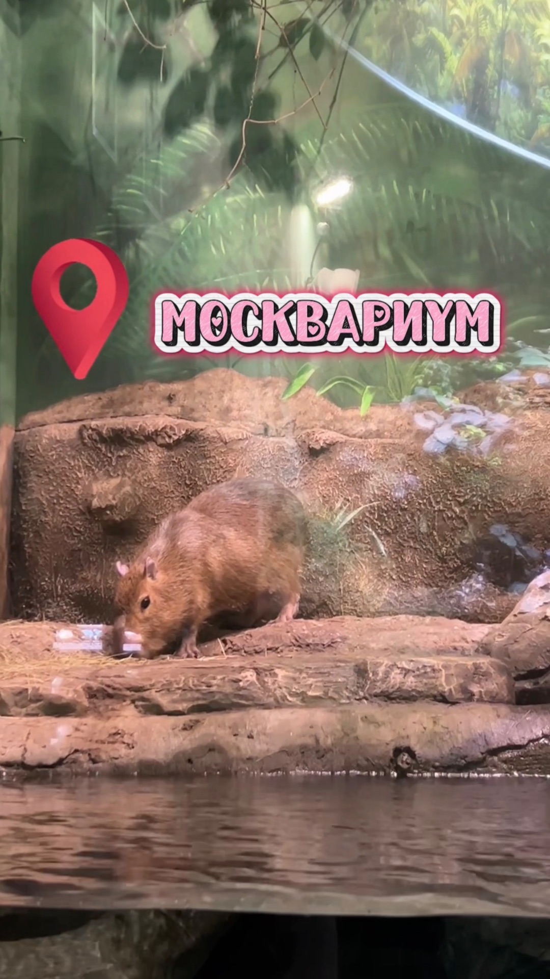 Жители океанариума. Интересные места Москвы
