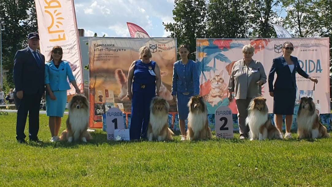 23.05.2026, Псков. Клуб "КСиДС". Монопородная выставка колли д/ш. (Олег Янчев, Владивосток)