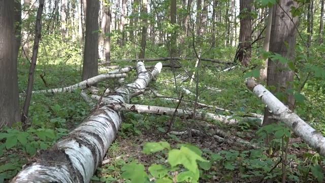 Матрица ГАРЯЕВА. Полное восстановление организма, слияние с природой. Канал: Tirtha_Relax на YouTube