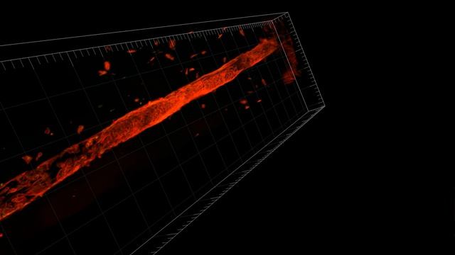 Визуализация с помощью микроскопа Alpha 3 от Phaseview