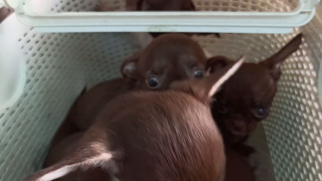 Провожаем Жасмину в НОВЫЙ дом. ТРИ щенка из помета Е ждут мам и пап+79215950848 #купить_чихуахуа