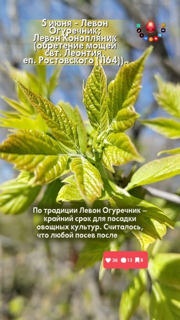На Левона Огуречника крайний срок...