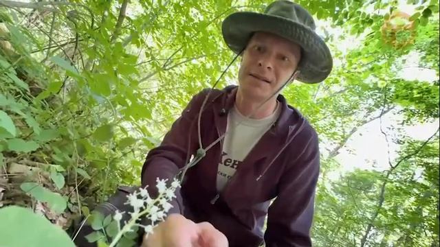 «По Уссурийскому краю». Июнь в уссурийской тайге.