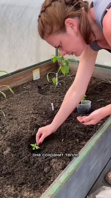 Кокосовая мульча для сладкого и острого перца