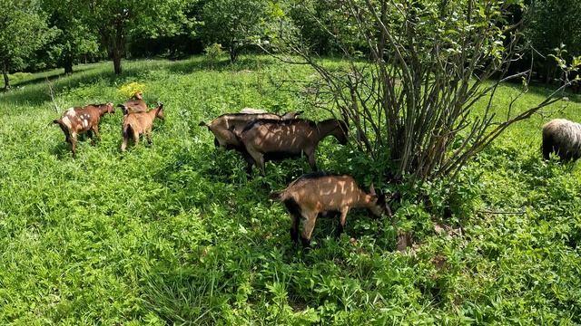 Верблюд Camelus 04.06.2026