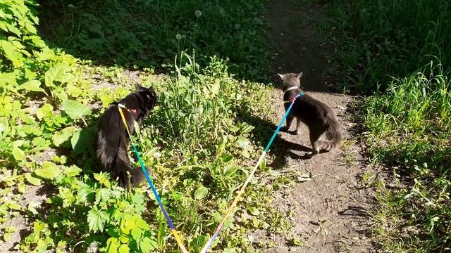 Разгулялись котики.