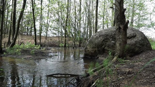 Сосновый бор у моря | Пение птиц и лёгкий шторм | Живая зарисовка 4K | ИЩИ ZEN