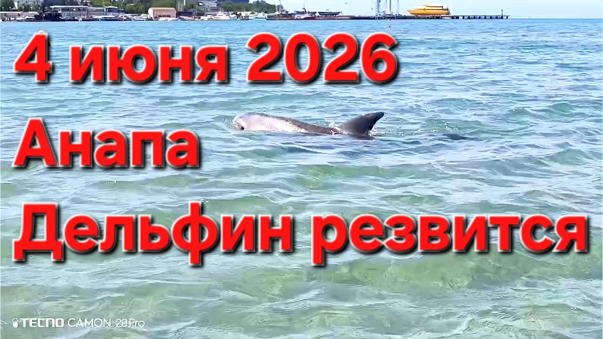 4 июня 2026 Анапа центральный пляж 🐬 Дельфины развлекаются 🐬