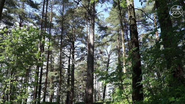 Сосновый бор у моря | Пение птиц и лёгкий шторм | Живая зарисовка 4K | ИЩИ ZEN