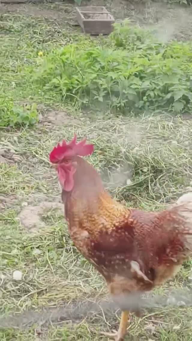Петух
