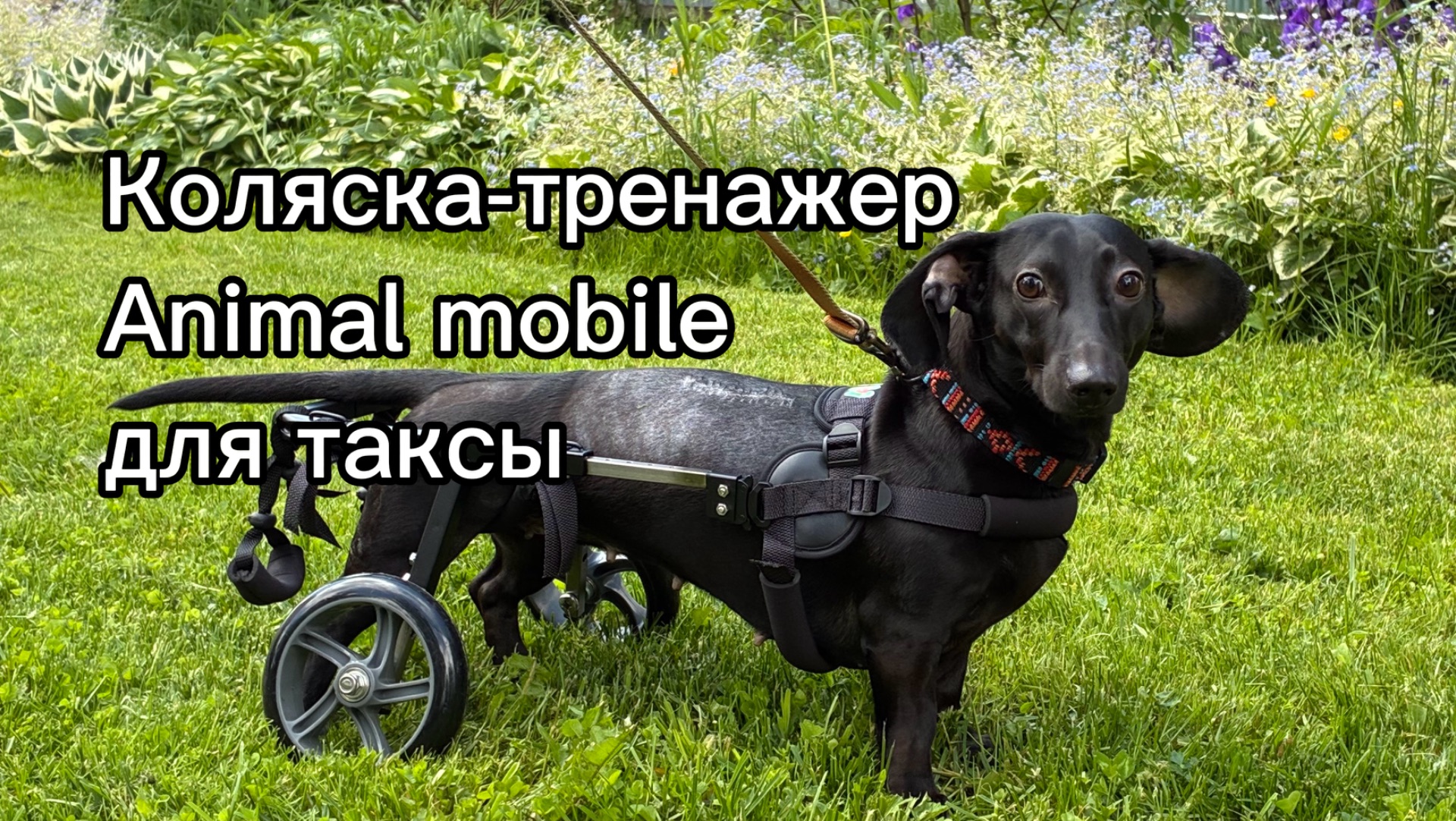 Коляска-тренажер для таксы