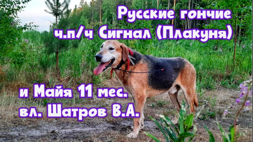 Русские гончие ч.п/ч Сигнал (Плакуня) и Майя 11 мес. вл. Шатров В.А.#охота с гончей##топ #hunting