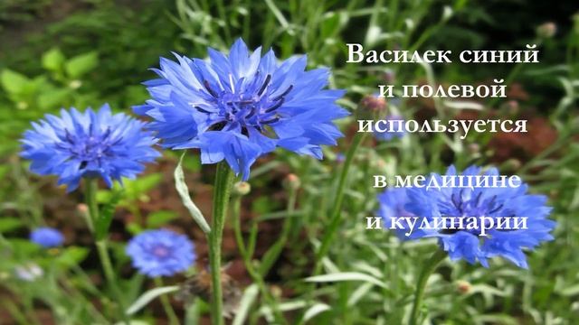 Видеообзор "Цветы шагают по планете"
