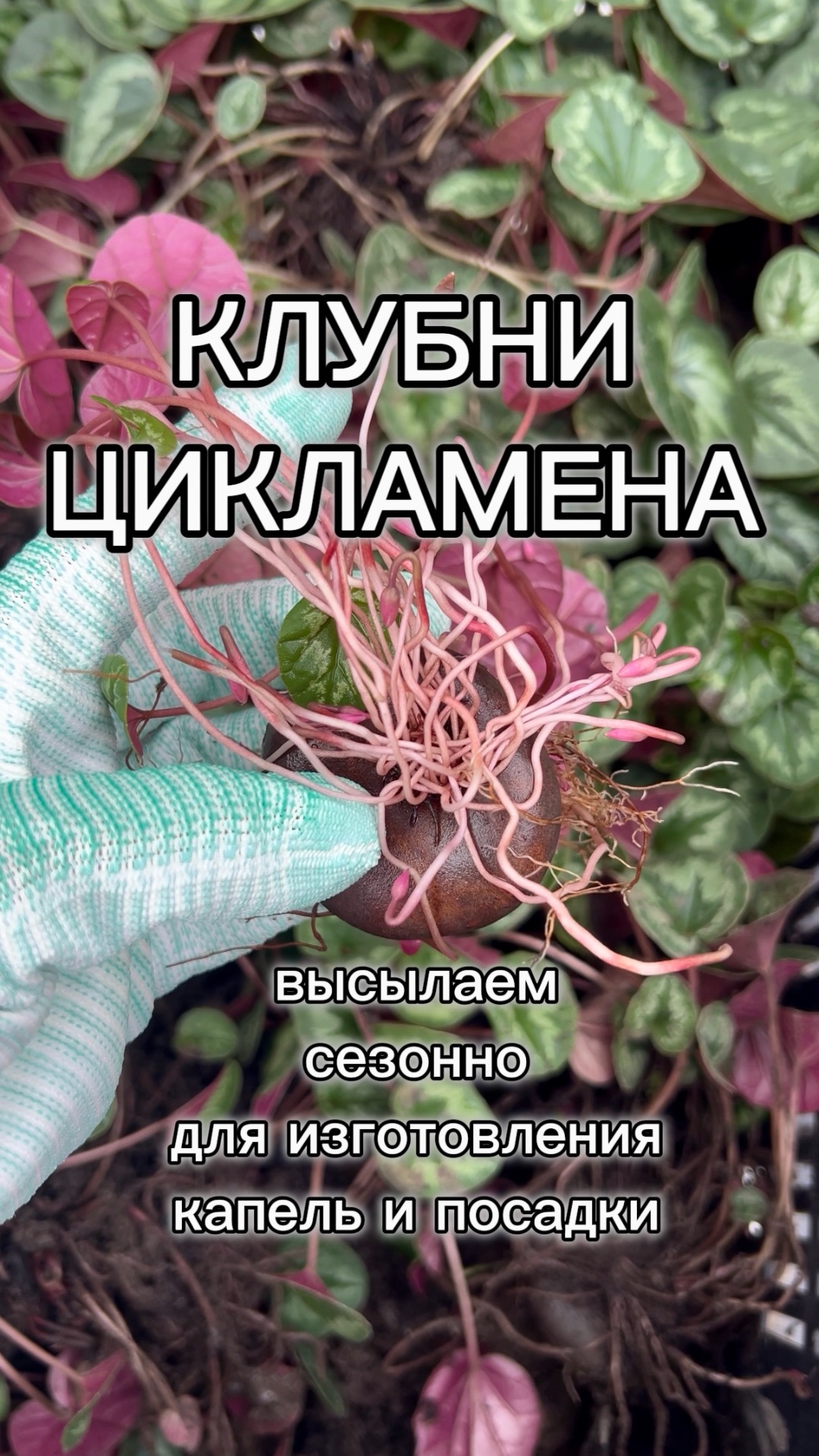 Клубни цикламена высылаем сезонно для приготовления капель и посадки