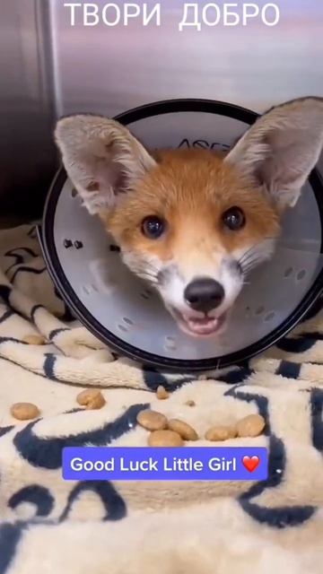 🦊 Спасательная операция для Рыжей Кости: как лису освободили из капкана!